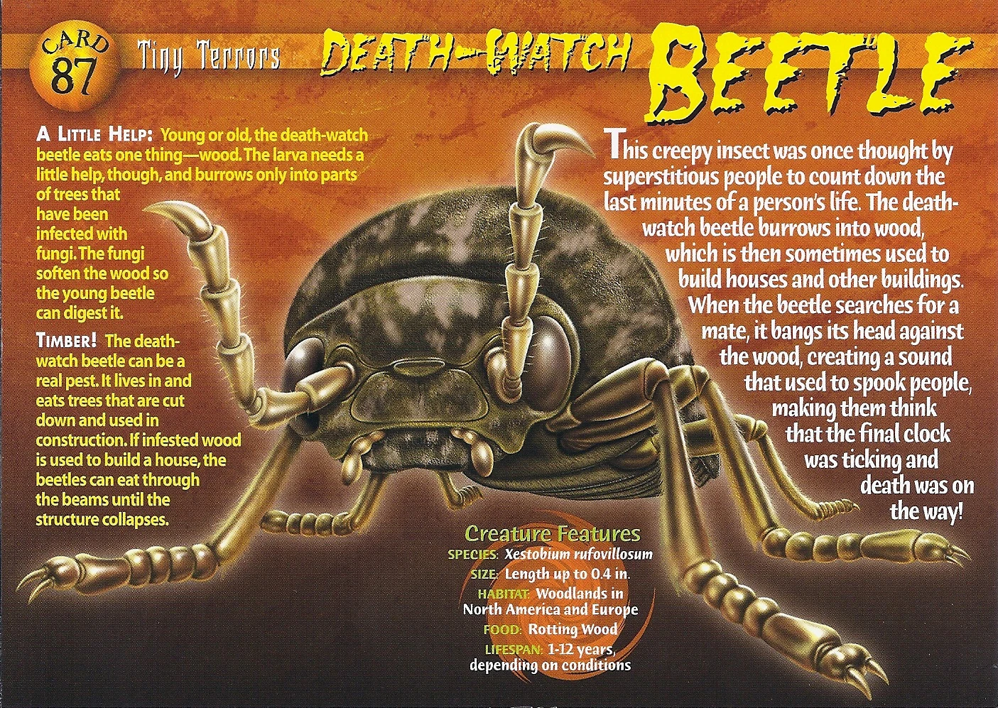 Death-Watch Beetle | Weird n' Wild Creatures Wiki | Fandom