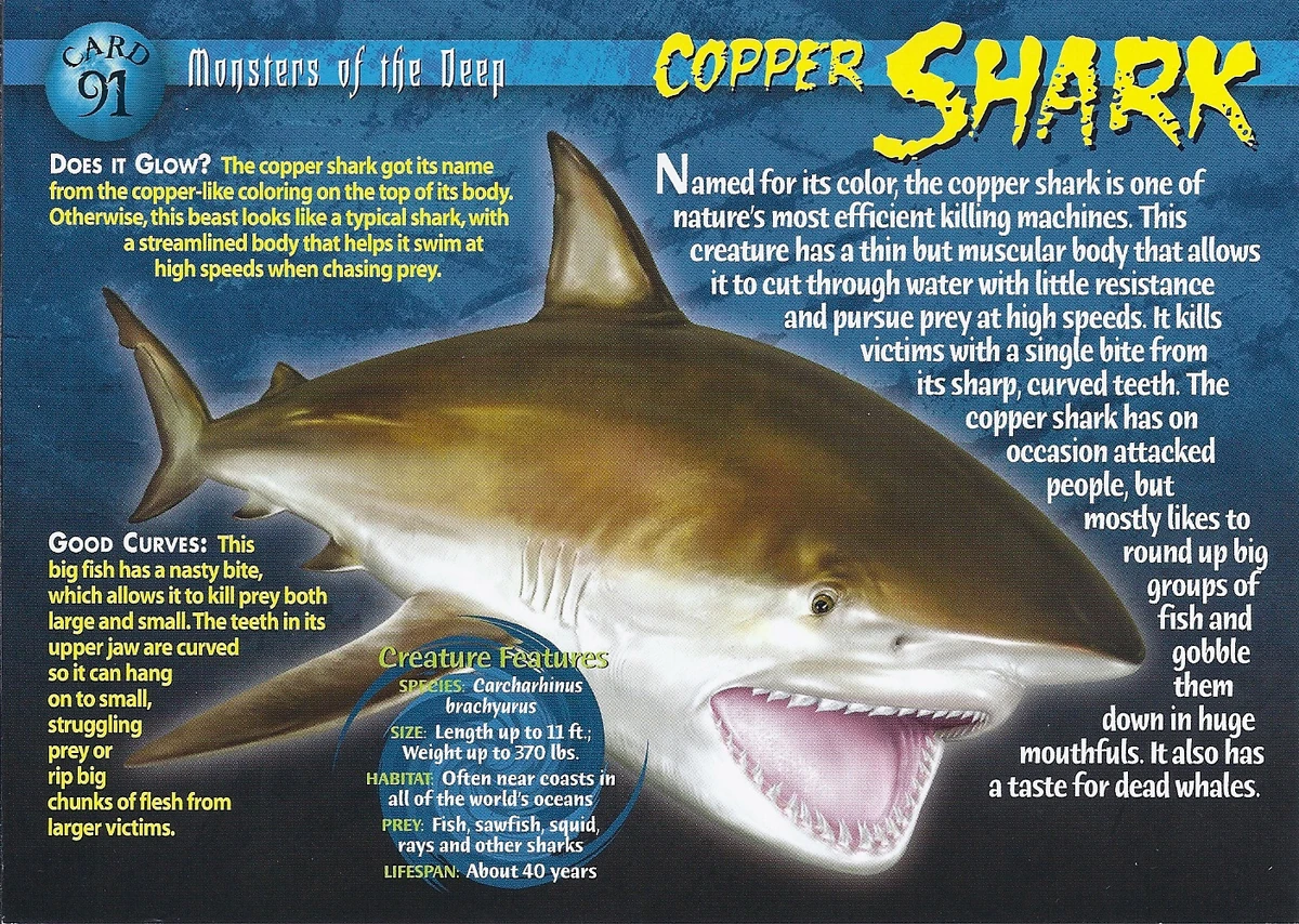 Copper Shark | Weird n' Wild Creatures Wiki | Fandom
