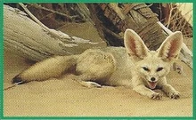Fennec Fox | Weird n' Wild Creatures Wiki | Fandom