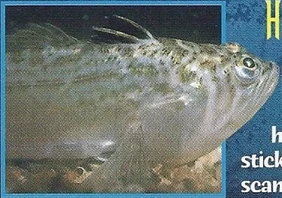 Weeverfish | Weird n' Wild Creatures Wiki | Fandom