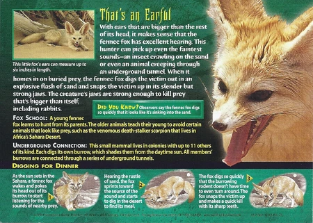 Fennec Fox | Weird n' Wild Creatures Wiki | Fandom