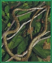 Twig Snake | Weird n' Wild Creatures Wiki | Fandom