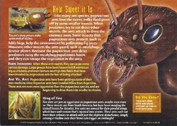 Pugnacious Ants | Weird n' Wild Creatures Wiki | Fandom