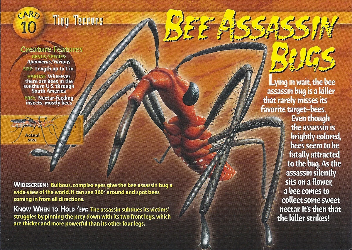 Bee Assassin Bugs | Weird n' Wild Creatures Wiki | Fandom