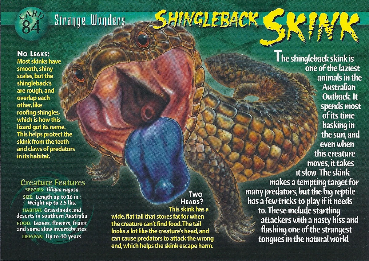 Shingleback Skink | Weird n' Wild Creatures Wiki | Fandom