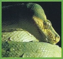 Green Tree Python | Weird n' Wild Creatures Wiki | Fandom