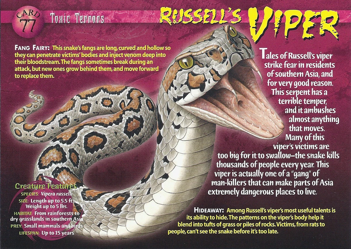Russell's Viper | Weird n' Wild Creatures Wiki | Fandom