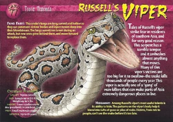 Russell's Viper | Weird n' Wild Creatures Wiki | Fandom