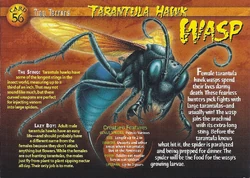 Tarantula Hawk Wasp | Weird n' Wild Creatures Wiki | Fandom