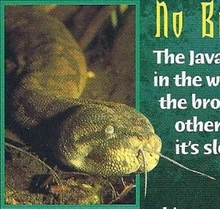 Javan Wart Snake | Weird n' Wild Creatures Wiki | Fandom