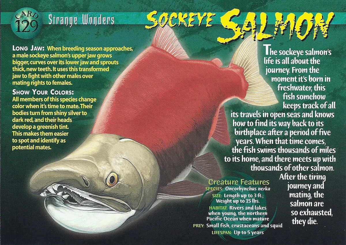 Sockeye Salmon Species