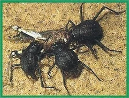 Fogstand Beetles | Weird n' Wild Creatures Wiki | Fandom