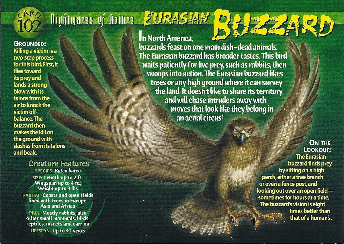 Eurasian Buzzard | Weird n' Wild Creatures Wiki | Fandom