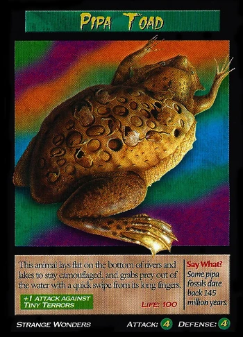 Pipa Toad | Weird n' Wild Creatures Wiki | Fandom