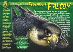 Peregrine Falcon | Weird n' Wild Creatures Wiki | Fandom