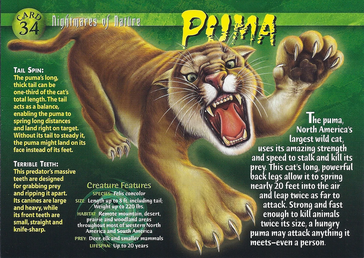 Puma | Weird n' Wild Creatures Wiki | Fandom
