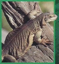 Chuckwalla | Weird n' Wild Creatures Wiki | Fandom
