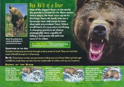 Grizzly Bear | Weird n' Wild Creatures Wiki | Fandom