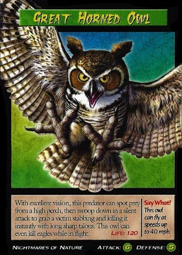 weird things owls do