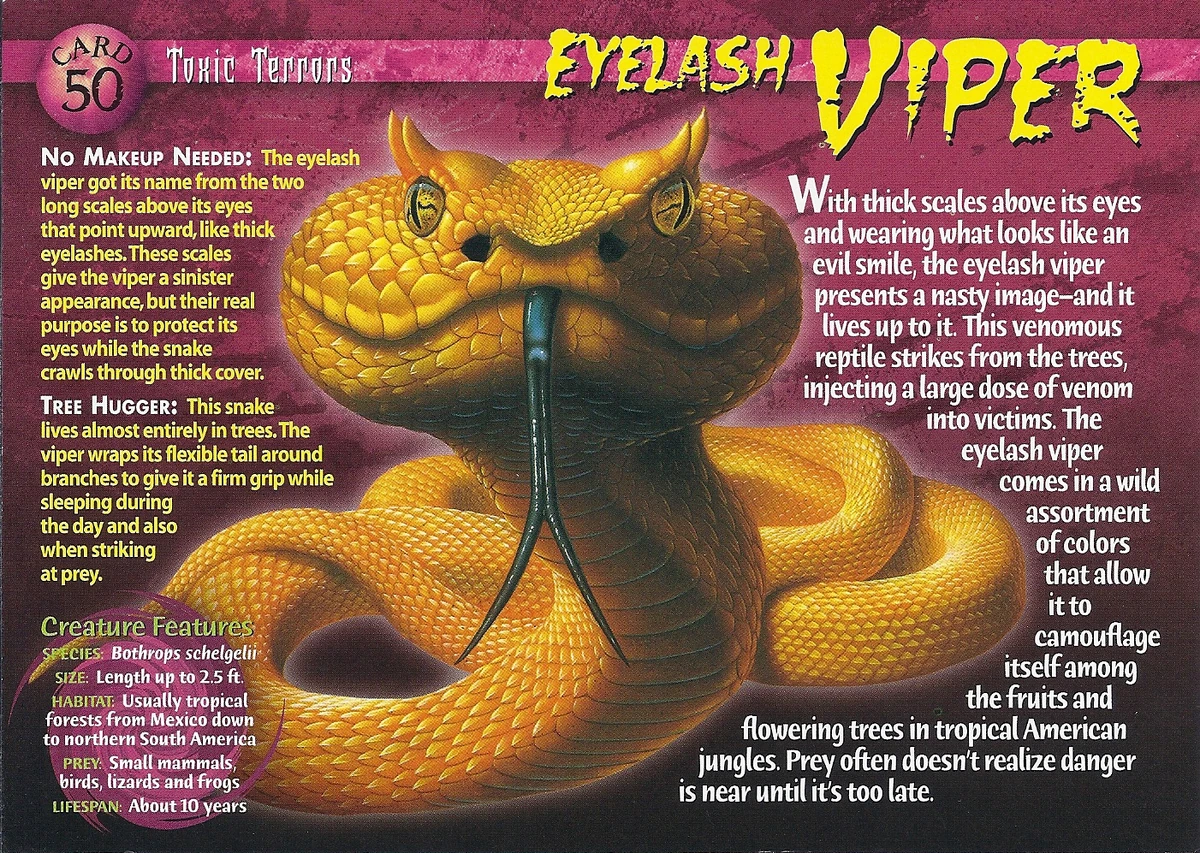 Eyelash Viper | Weird n' Wild Creatures Wiki | Fandom