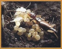 Earwig | Weird n' Wild Creatures Wiki | Fandom