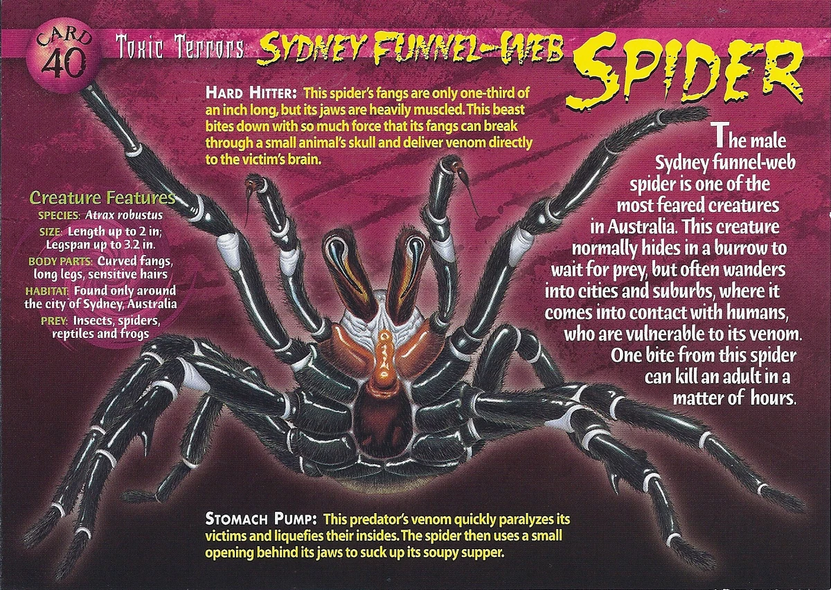 Sydney Funnel-Web Spider | Weird n' Wild Creatures Wiki | Fandom