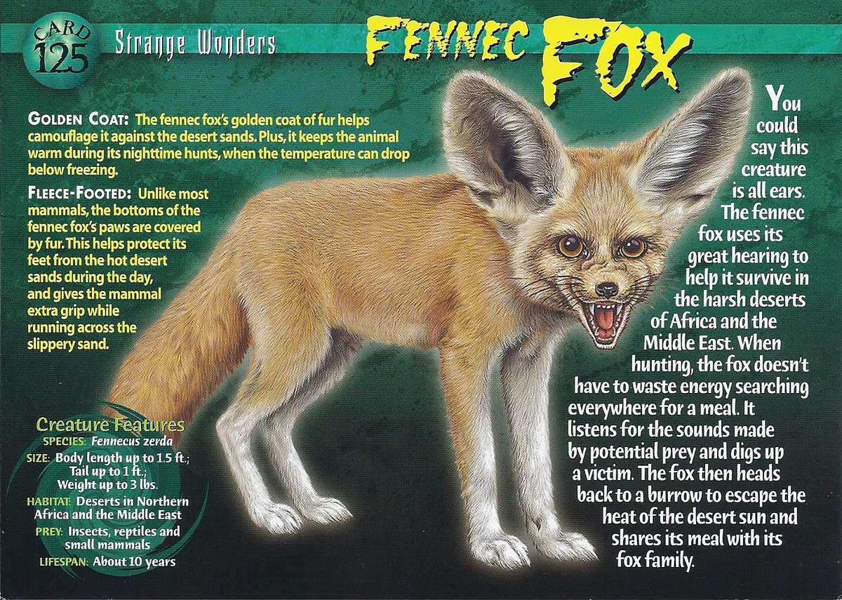 Fennec Fox | Weird n' Wild Creatures Wiki | Fandom