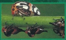 Treehoppers | Weird n' Wild Creatures Wiki | Fandom