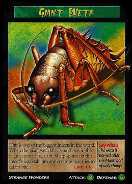 giant weta bite