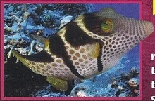 Pufferfish | Weird n' Wild Creatures Wiki | Fandom