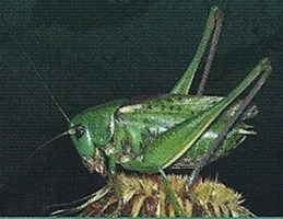 Wart-Biter Cricket | Weird n' Wild Creatures Wiki | Fandom