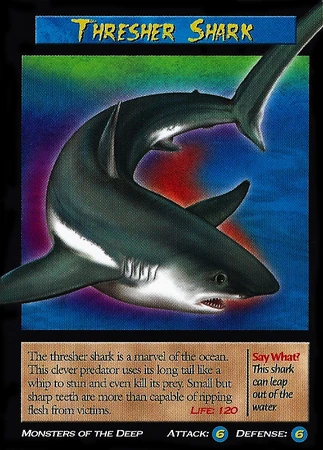 Thresher Shark Tooth