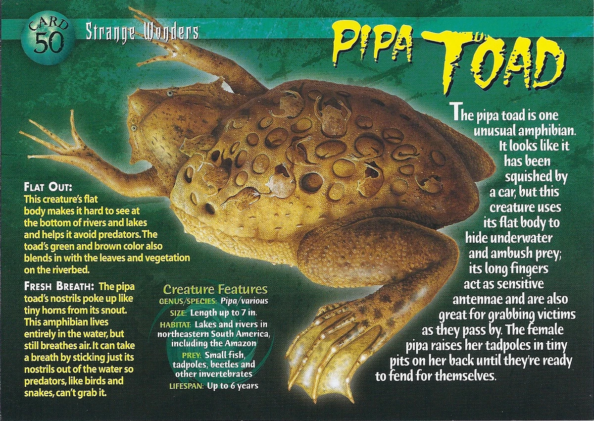Pipa Toad | Weird n' Wild Creatures Wiki | Fandom
