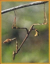 Ornate Mantis | Weird n' Wild Creatures Wiki | Fandom