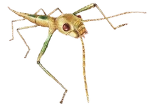 Gladiator Insects | Weird n' Wild Creatures Wiki | Fandom