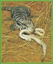 Tegu | Weird n' Wild Creatures Wiki | Fandom