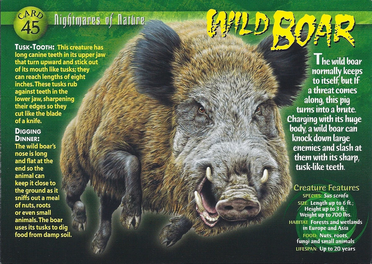 Wild Boar | Weird n' Wild Creatures Wiki | Fandom