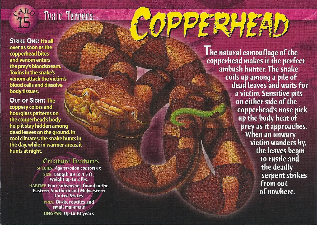 Copperhead | Weird n' Wild Creatures Wiki | Fandom