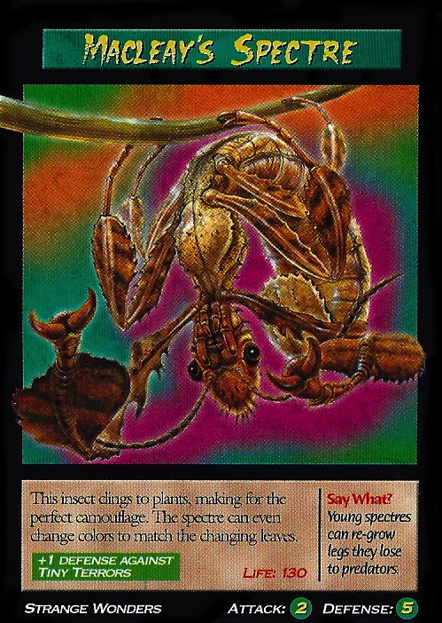 Macleay's Spectre | Weird n' Wild Creatures Wiki | Fandom