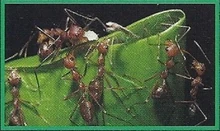 Weaver Ant | Weird n' Wild Creatures Wiki | Fandom