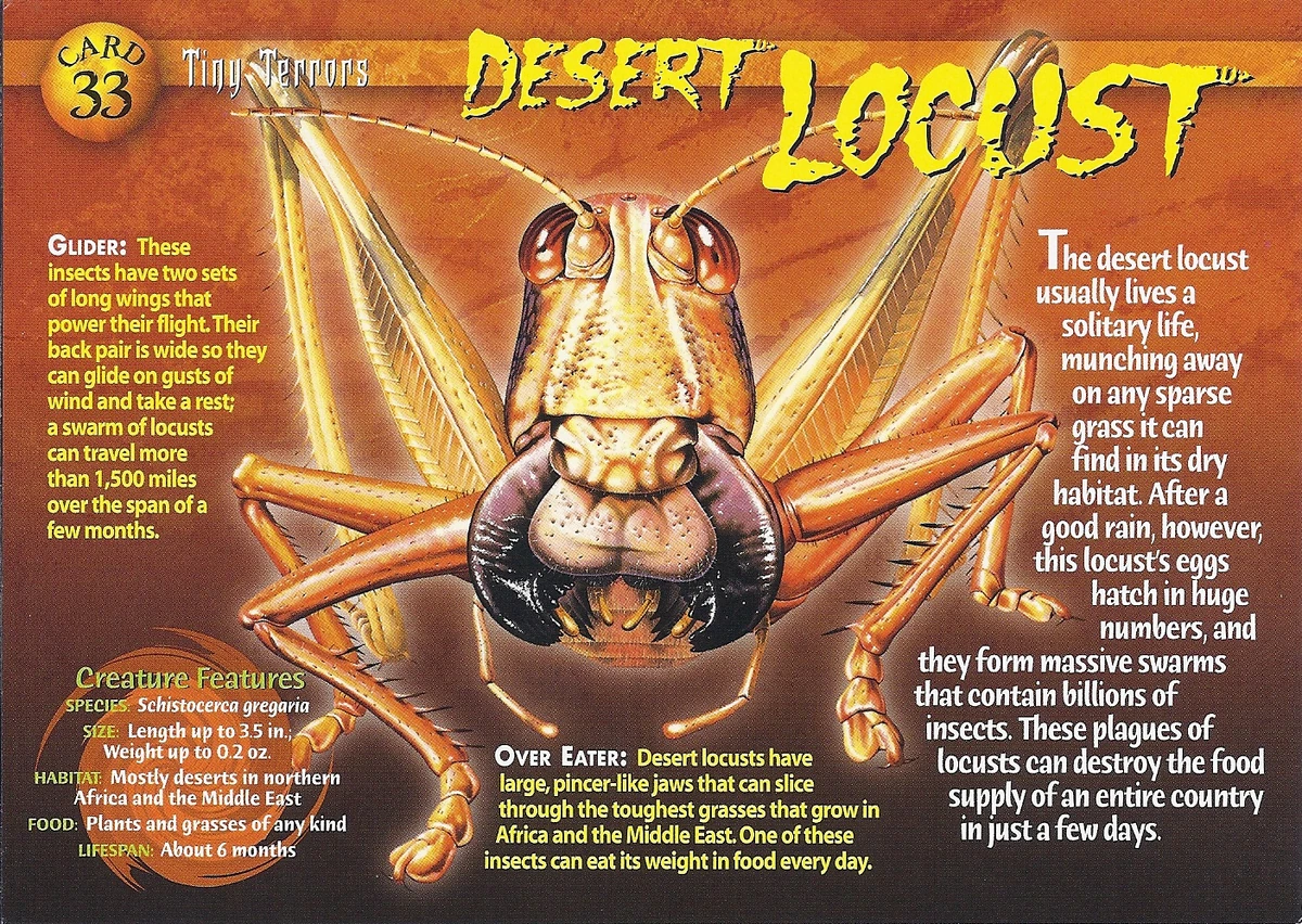 Desert Locust | Weird n' Wild Creatures Wiki | Fandom