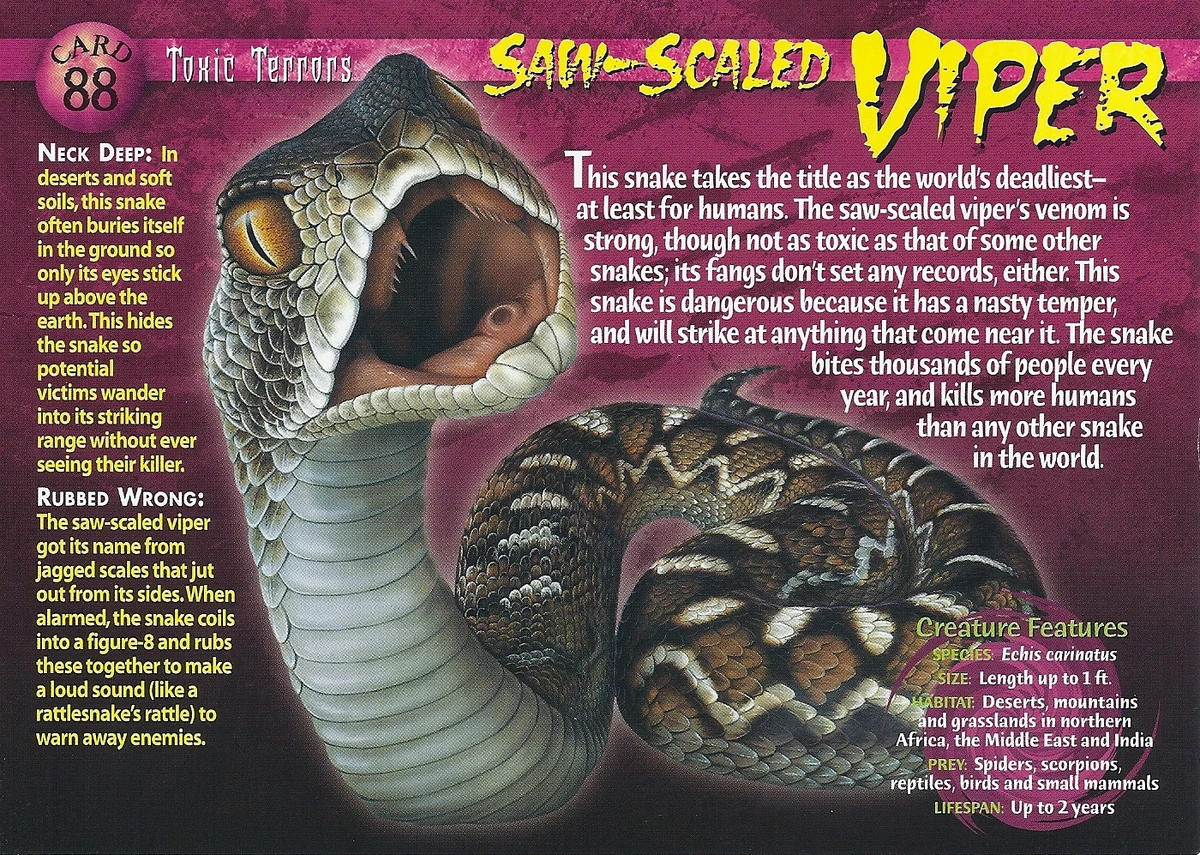 Saw-Scaled Viper | Weird n' Wild Creatures Wiki | Fandom