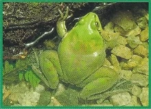 Paradoxical Frog | Weird n' Wild Creatures Wiki | Fandom