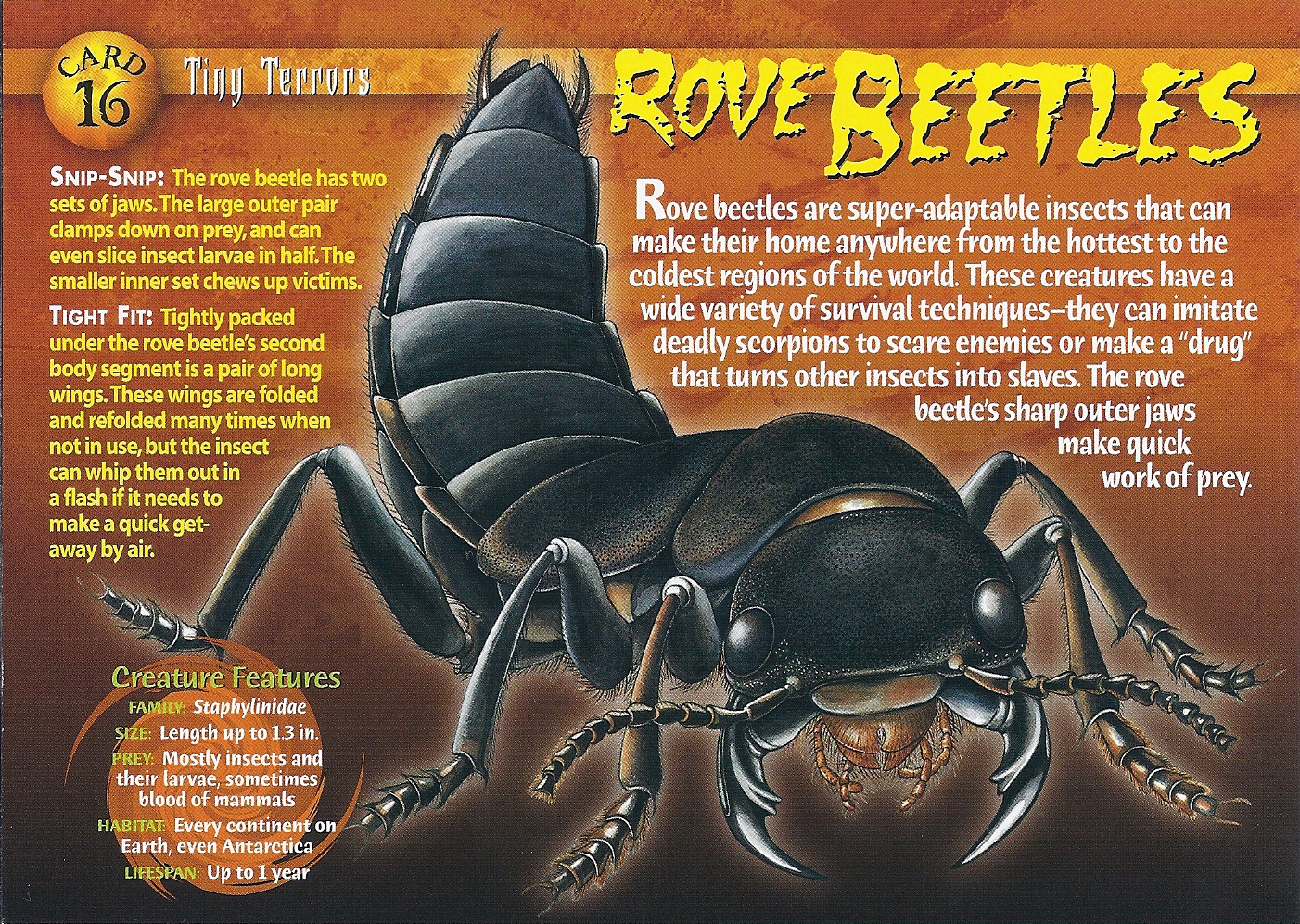 Rove Beetles | Weird n' Wild Creatures Wiki | Fandom