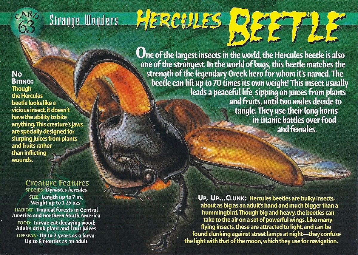 Hercules Beetle | Weird n' Wild Creatures Wiki | Fandom