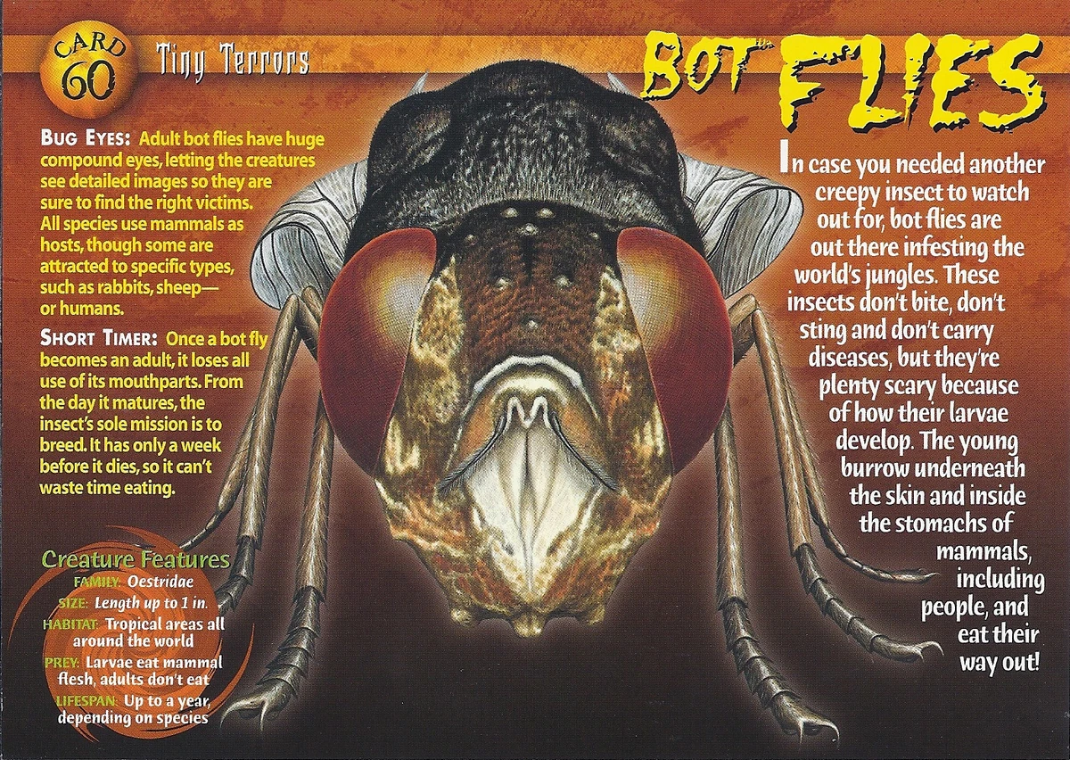 Bot Flies | Weird n' Wild Creatures Wiki | Fandom