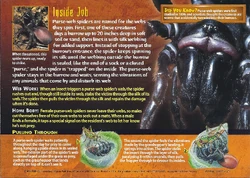 Purse-Web Spiders | Weird n' Wild Creatures Wiki | Fandom