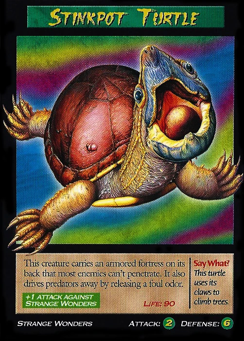 Stinkpot Turtle | Weird n' Wild Creatures Wiki | Fandom