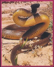 Fierce Snake | Weird n' Wild Creatures Wiki | Fandom