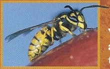 Yellow Jacket | Weird n' Wild Creatures Wiki | Fandom